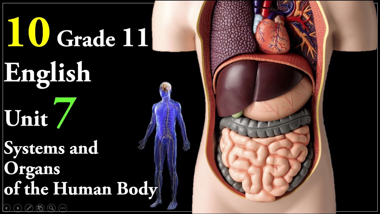 10 Grade 11 English Unit 7 Systems and Organs of the Human Body: The ...