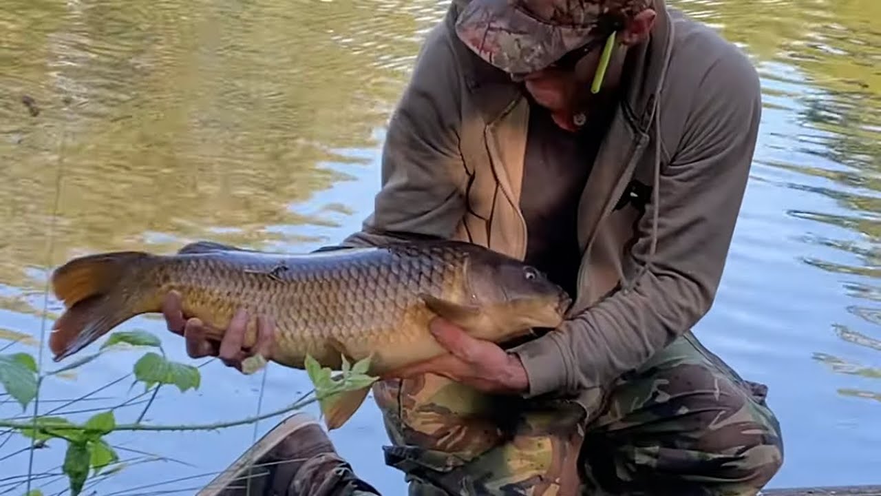 Just out of view trip 176 ( catching carp on crusty bread and a dead ...