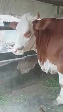 Indukan super metal bunting 4 bulan #like & subcribe - YouTube