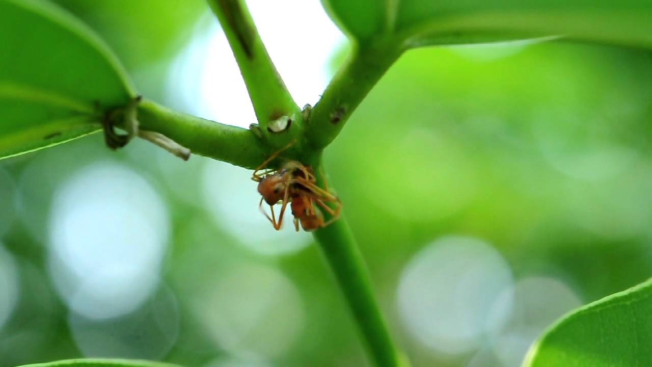 Amyciaea lineatipes in Singapore - YouTube
