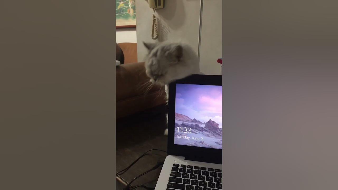 貓咪教你如何正確使用電腦。my cat teaches me how to use computers correctly. #shorts ...