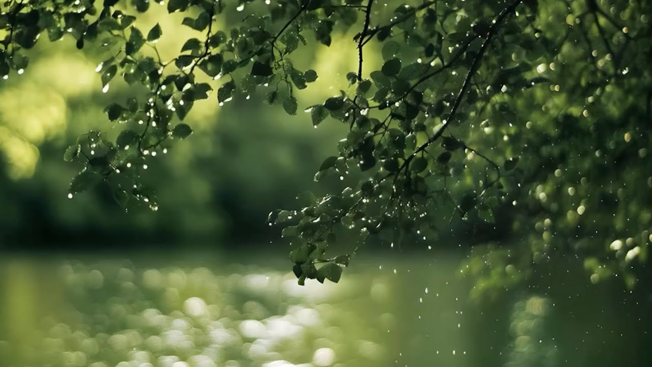 Tranquil Rains on Leaves | 3 Hours of Peaceful Forest Ambiance for ...