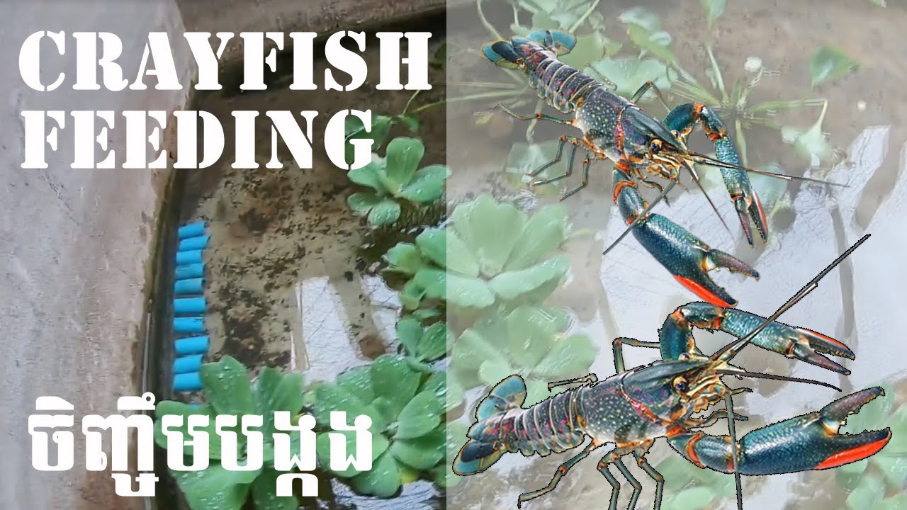 ធ្វើជំរកអោយកូនបង្កង - Crayfish Feeding - YouTube
