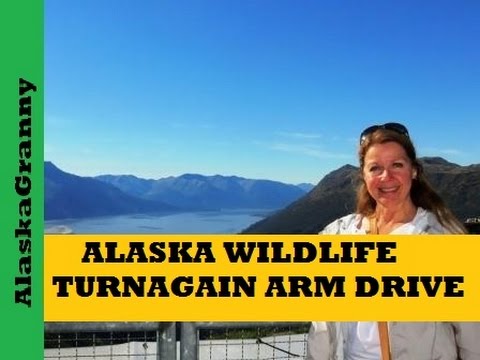 Alaska Turnagain Arm Seward Highway Wildlife and Scenery - YouTube