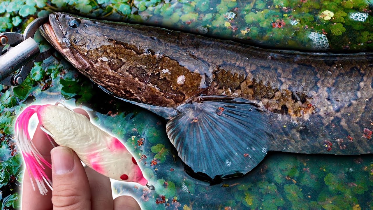 Topwater MOUSE Fishing for SNAKEHEAD! (+ Surprise Catch) - YouTube