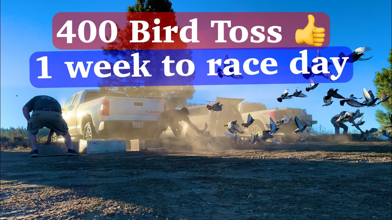 400 bird training toss, prep for 1st race - YouTube