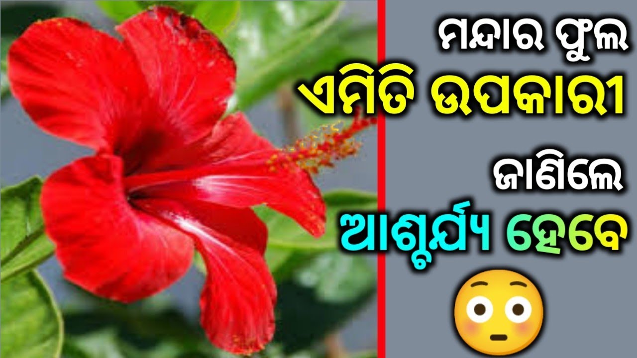 Mandar Phula For Hair || Mandar Phula Ra Upakarita... - YouTube