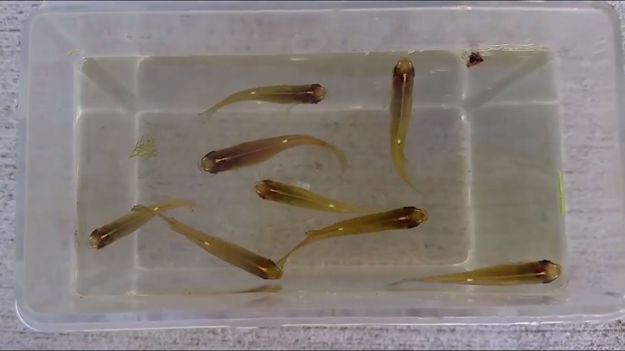 Fish Collecting: US Native Fundulus Species, Topminnows in SW Michigan ...