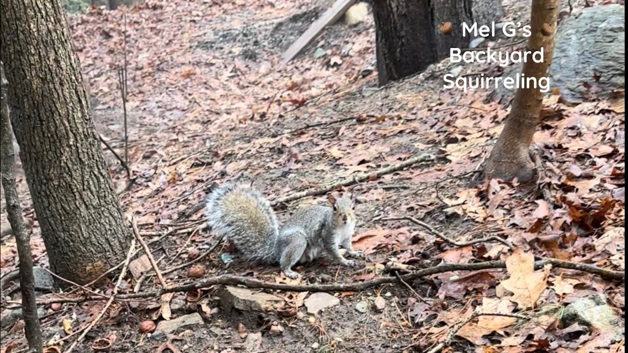 Mama Squirrel Does Not Like to Share!! - YouTube