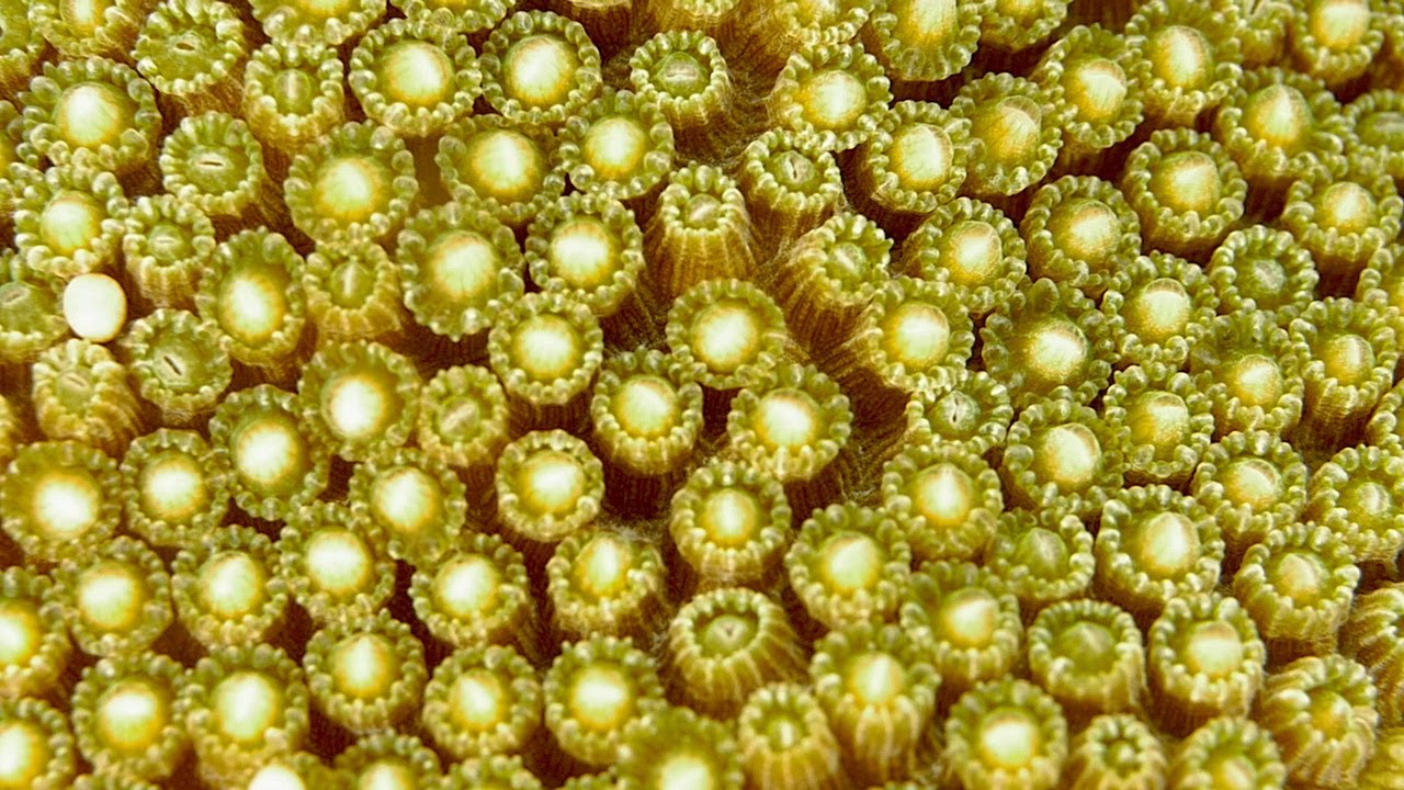 Why Corals Need Sex | bioGraphic - YouTube