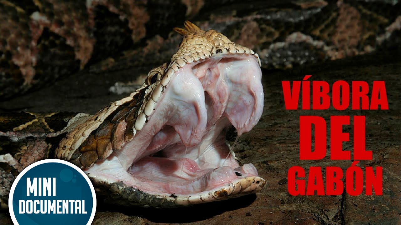 Víbora del Gabón (mini documental) - YouTube
