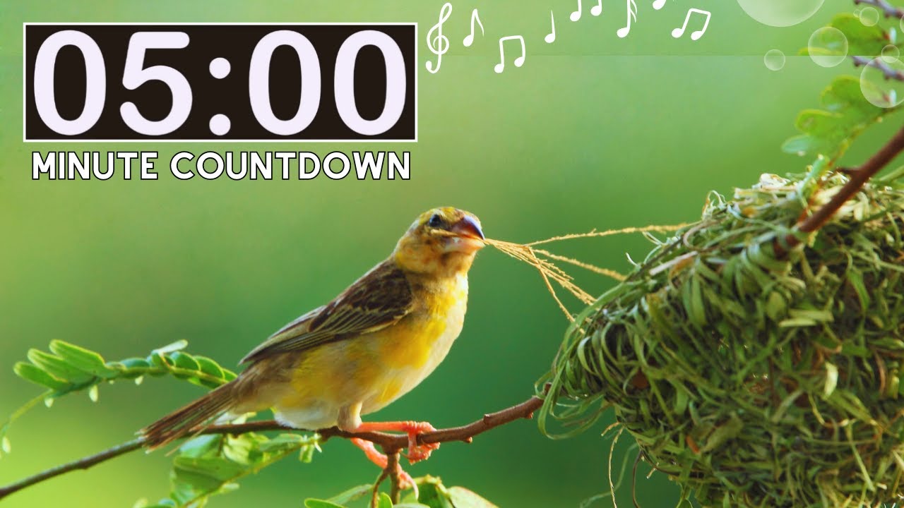 Relaxing Nature Spring Birds| 5 Minute Countdown Kids Timer | Spring ...