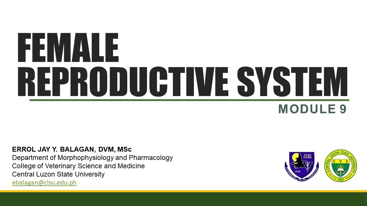 Female Reproductive System Youtube