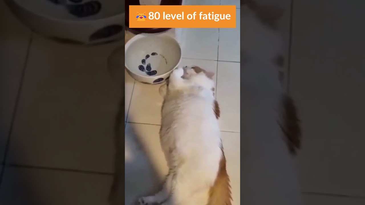8 Adorable Short Legged Cats: Meet the Cutest Felines!