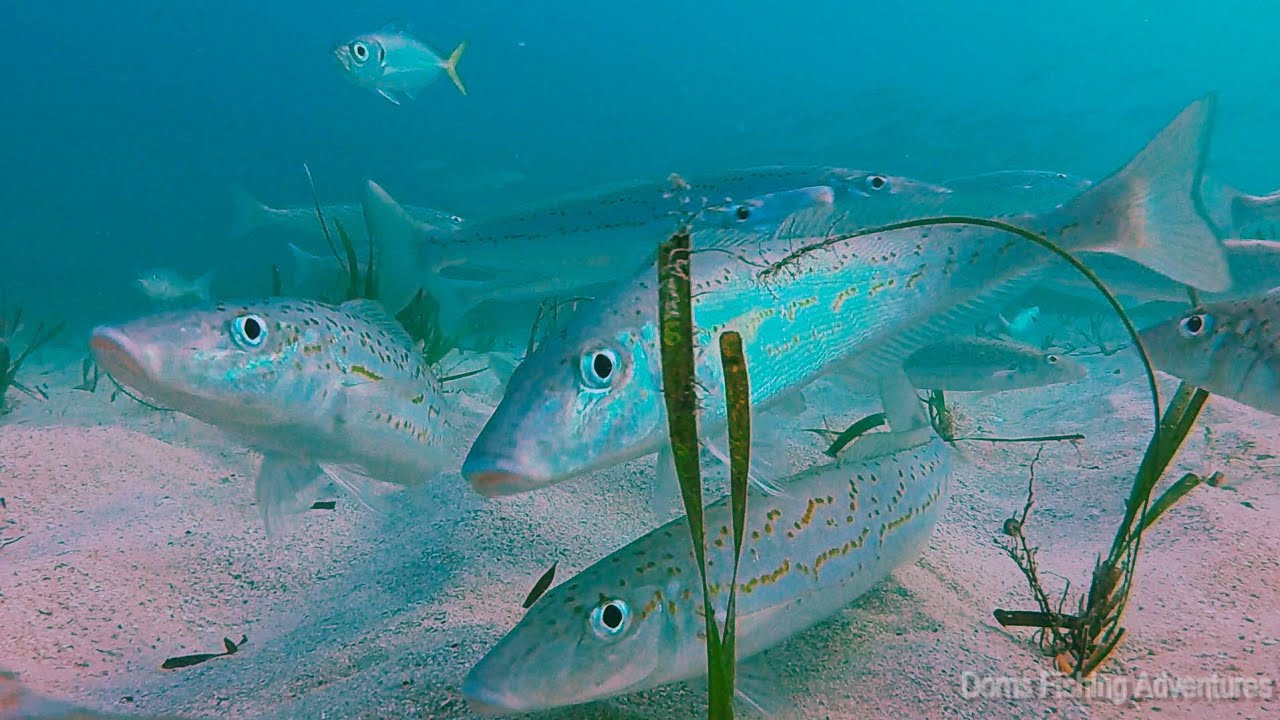 FISH MY GOPRO! King George Whiting Western Australia - YouTube
