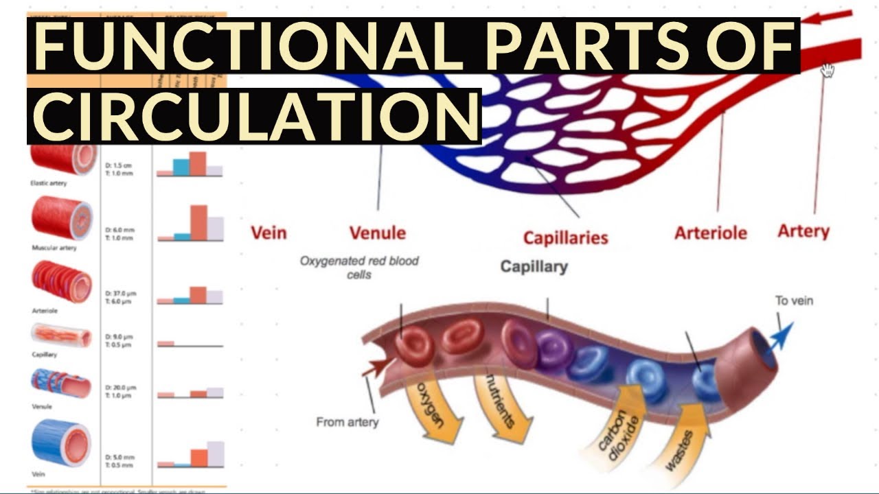 Functional Parts of Circulation | Circulation | Physiology - YouTube