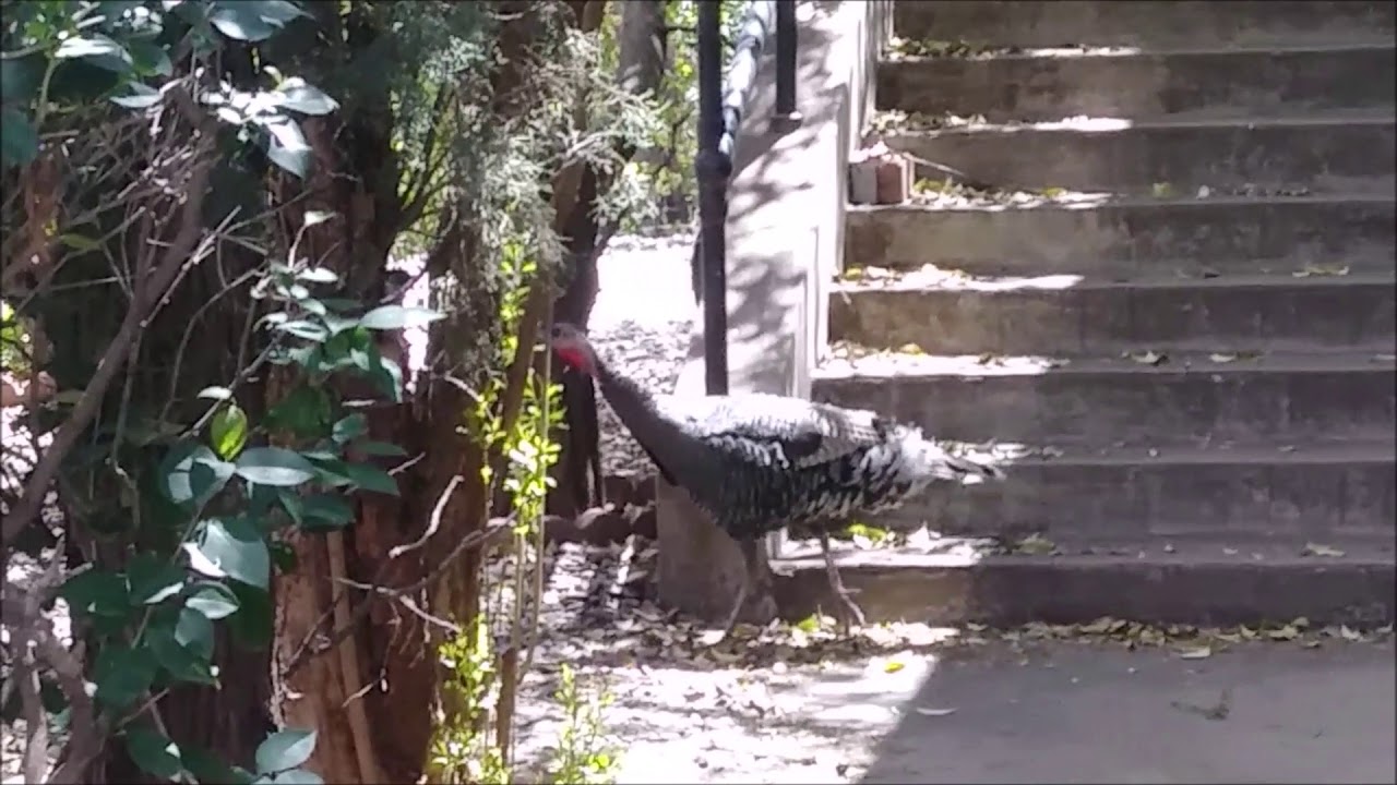 Wild Turkey of Bisbee - YouTube