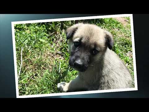 Sahipsiz bir sokak köpeğinin mutlu sonla biten hikayesi #Köyde hayat