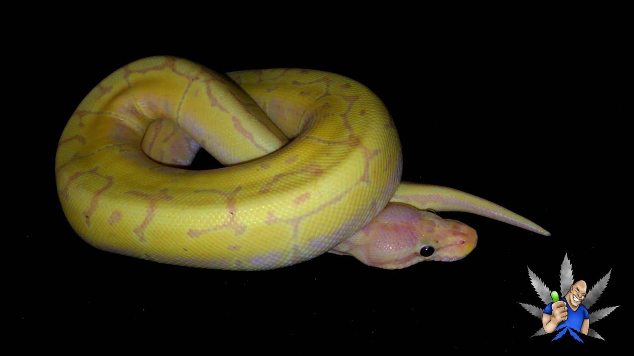 Coral Glow Spinner Blast -Ball python of the week - YouTube