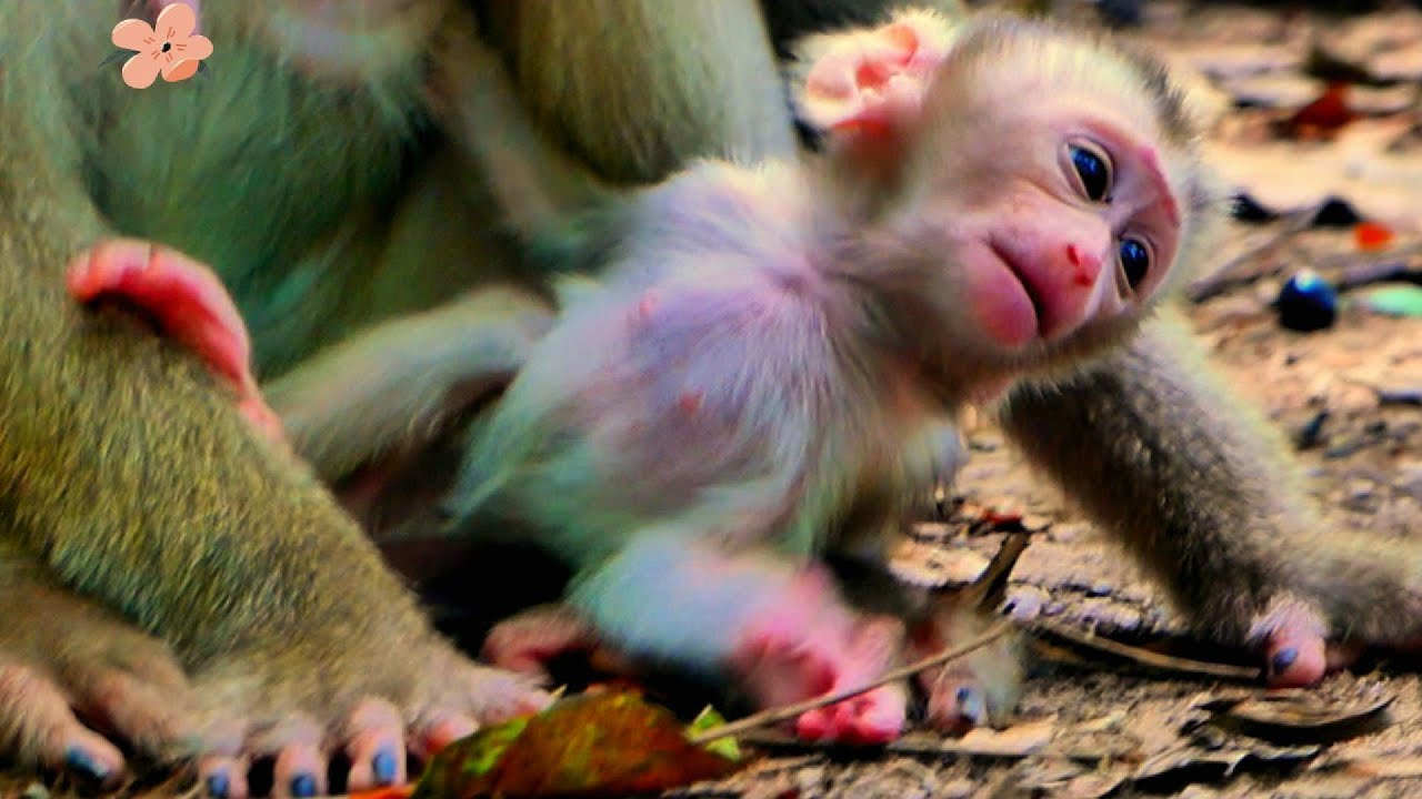 Just look at the newborn baby monkey as offended with something. - YouTube