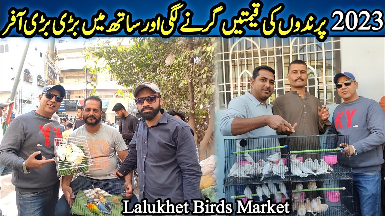Lalukhet Sunday Birds Market 2023 Latest Update|Lalukhet Birds Market ...