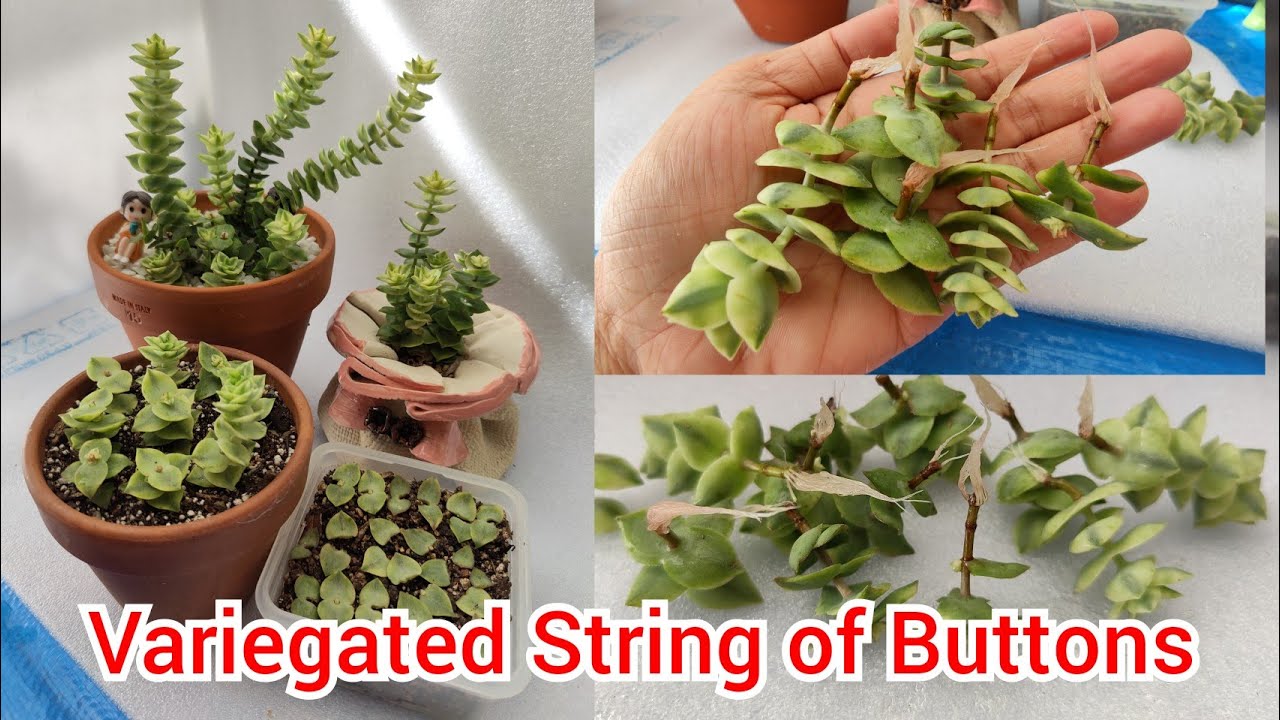 Update: Propagating Variegated String of Buttons in Water / 100% ...