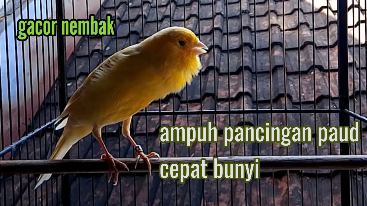 pancingan kenari gacor panjang cuit cuit ngerol || pancingan paud ampuh ...