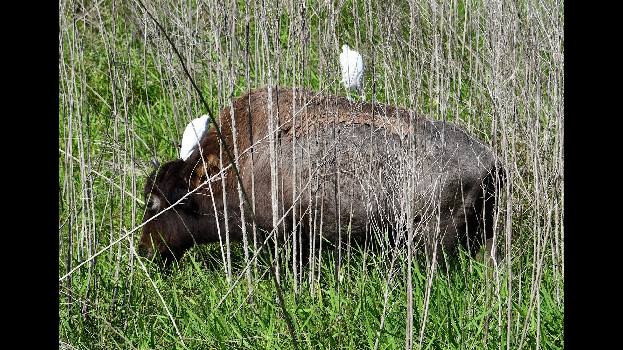 Paynes Prairie, Florida. Bison, water birds, butterflies. - YouTube