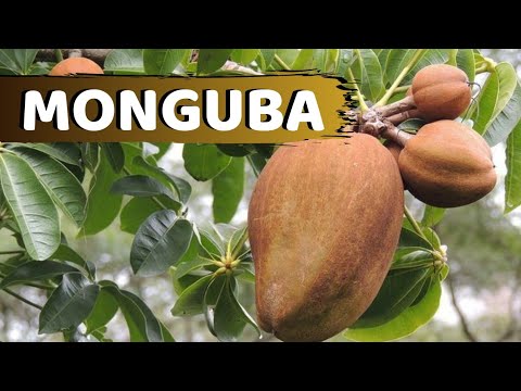 MONGUBA, Você conhece está fruta que é muito similar ao cacau? - YouTube