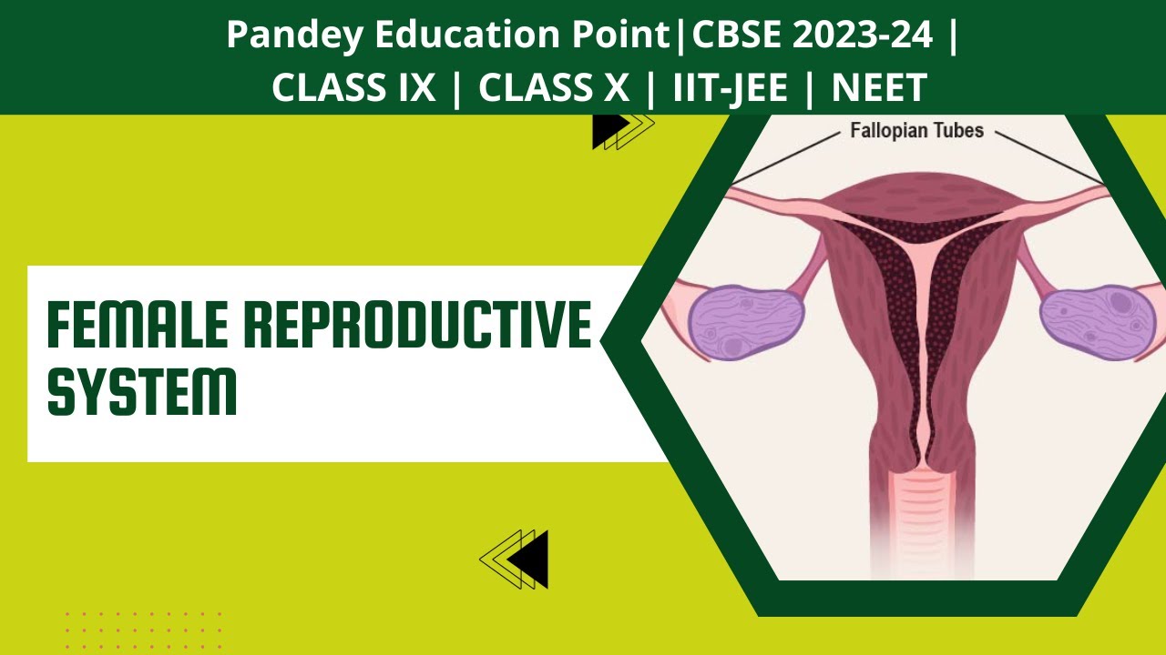 Female Reproductive System | Anita ma'am | Class X | CBSE 2023-24 | IIT ...