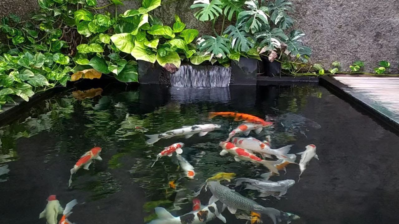 Relaxing Sound Koi Pond for Meditation and Deep Sleep - YouTube