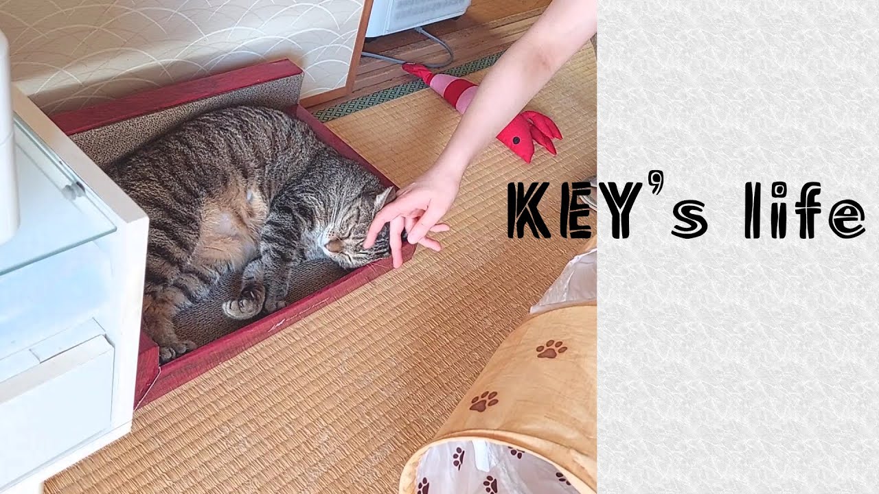 【sleeping】My Japanese cat is taking a nap in summer vol.2🐈｜cat's daily ...