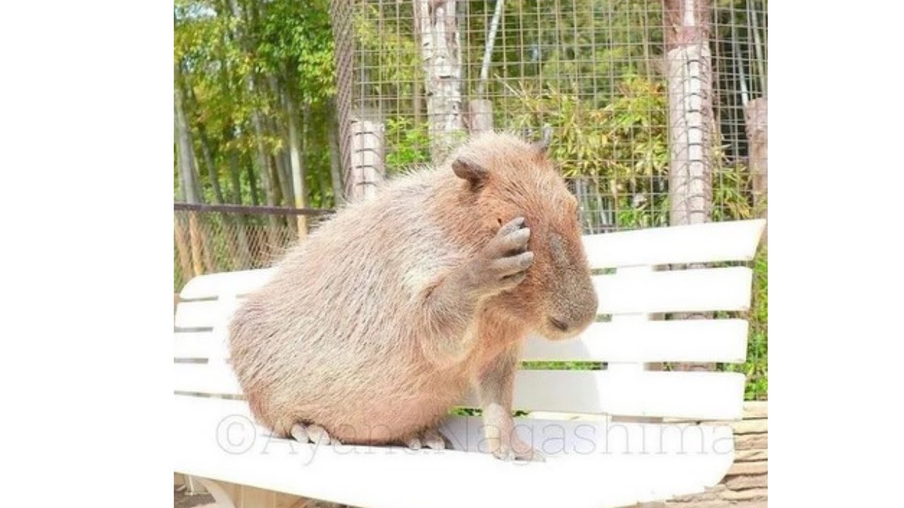 If you don't click this video, you hate capybaras! (I don't make the rules) - YouTube