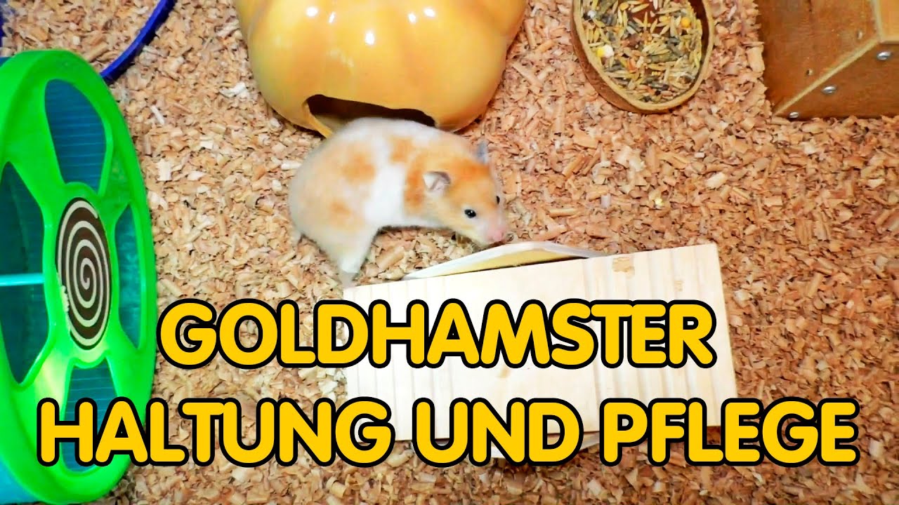 Goldhamster Haltung und Pflege. Goldhamster als Haustier - YouTube
