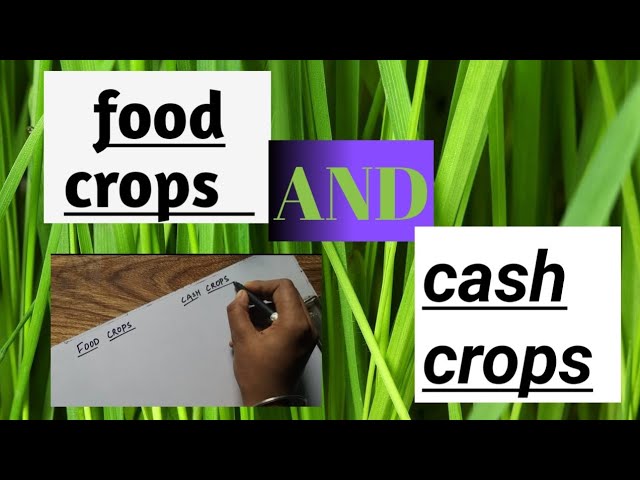 Cash Crops Vs Food Crops