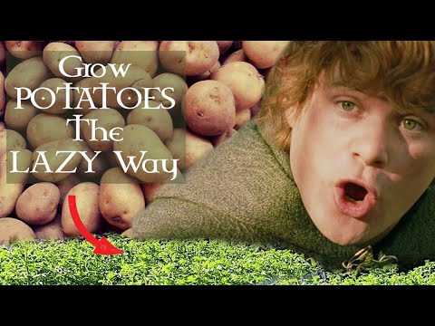 Lazy Method To Grow 100kg of Potatoes - YouTube