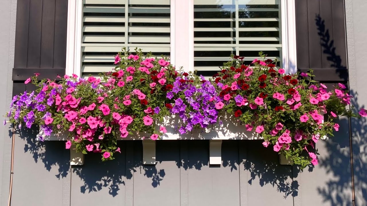 Supertunia Flower Boxes Week 5 Update 2023 - YouTube