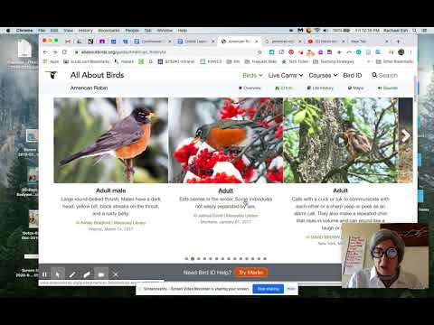 Dr. DoDo Teaches the American Robbin