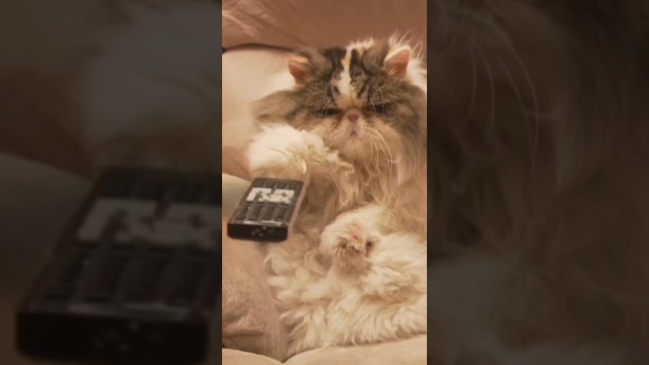 cats partying - YouTube