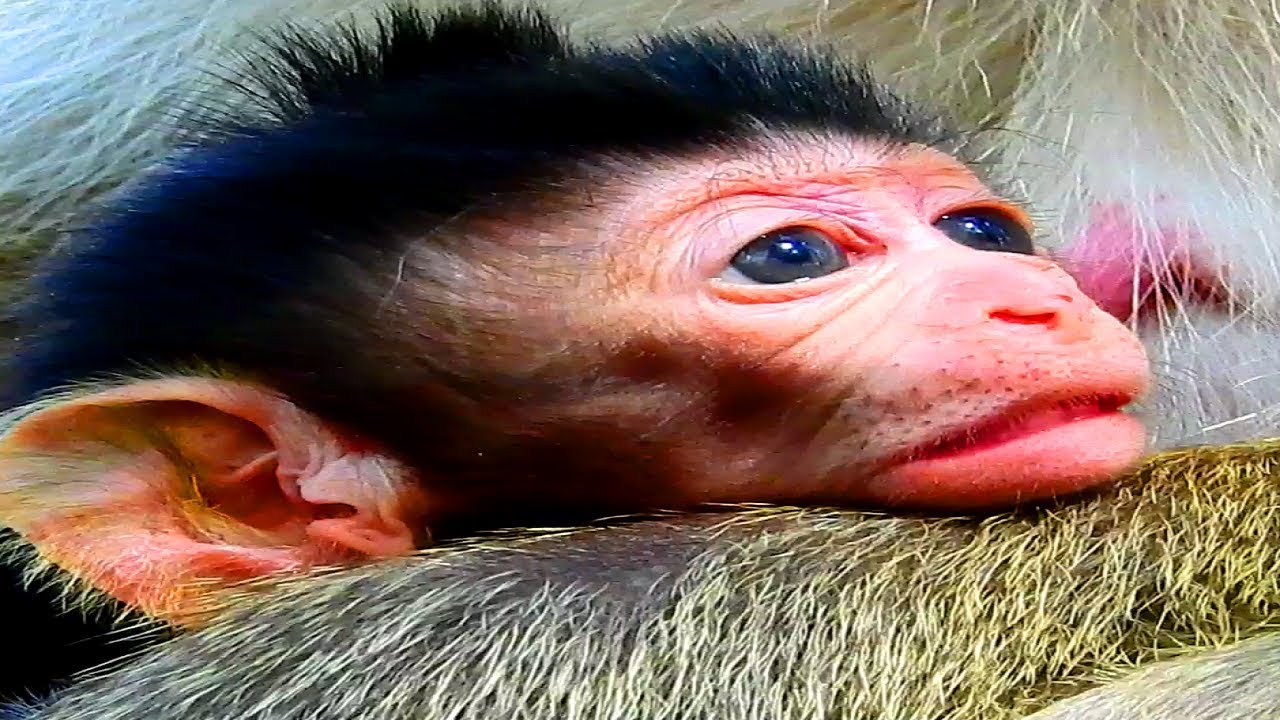 New Baby Very weak Cos Mum Doesn't Have Enough Milk For Baby ST1698 ...