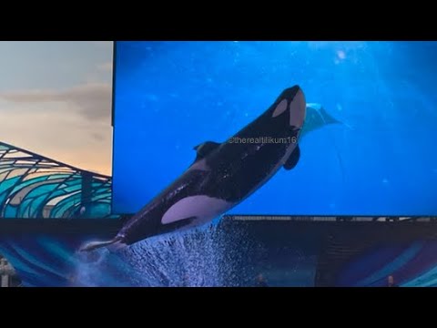 What Orcas do when it rains? July 13, 2022 - SeaWorld Orlando - YouTube