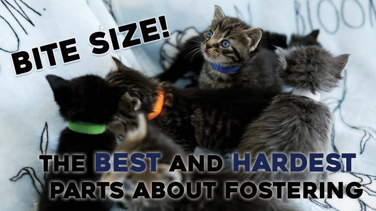 Our Fosters Share the Hardest and Best Parts about Being a Foster. Part ...