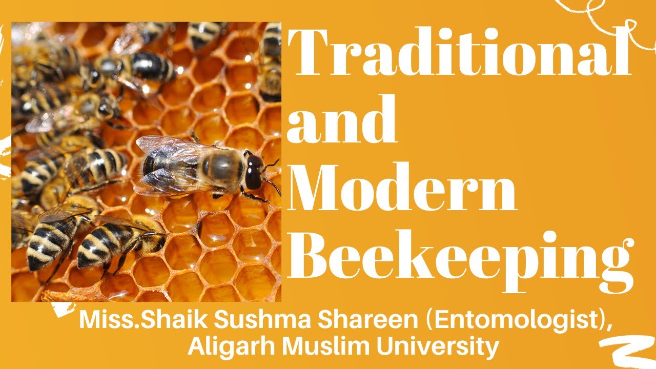 Traditional and Modern Beekeeping: A Comprehensive Guide - YouTube