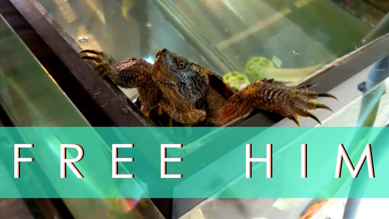 Making House Decisions + Sneaky Turtle - Jun 22-28, 2020 - YouTube