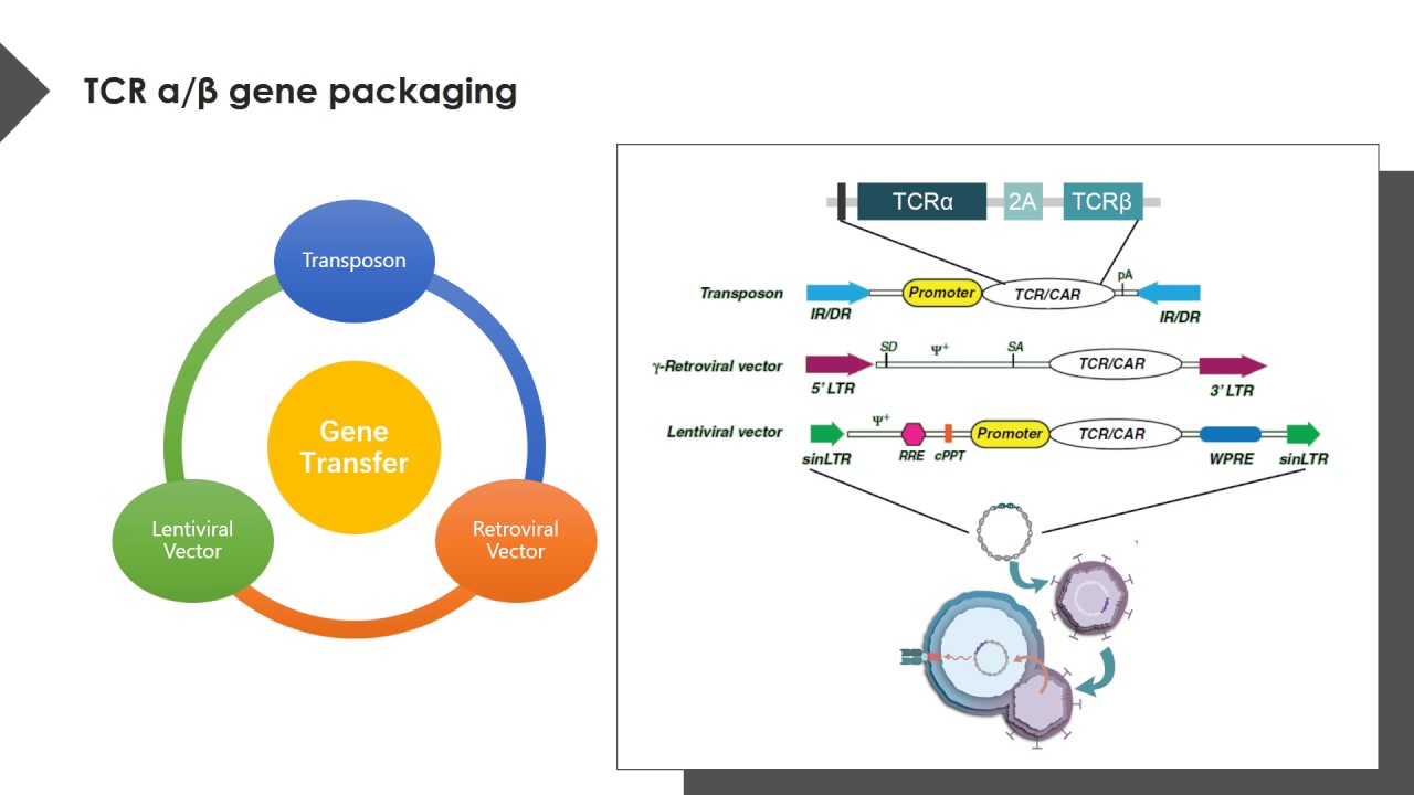 TCR Technology - YouTube