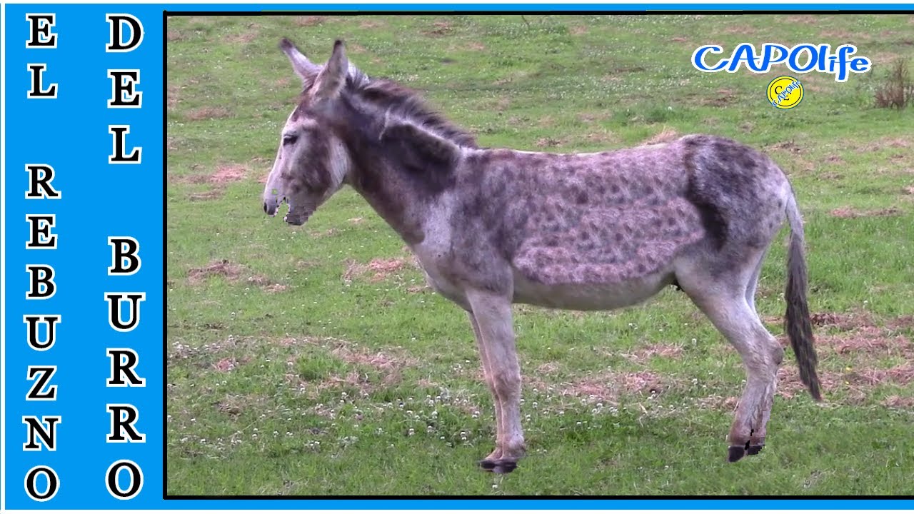 SONIDO DEL BURRO (el rebuzno - roznido) - YouTube