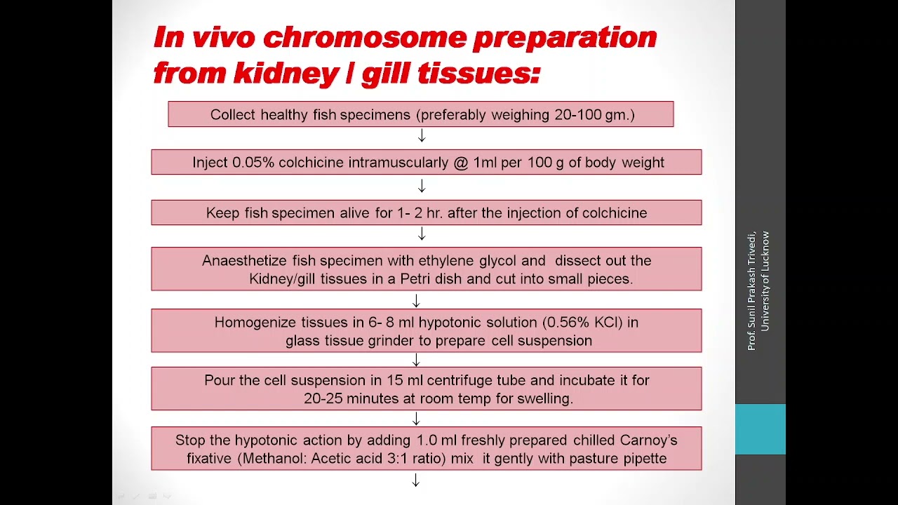 Chromosomal Aberration Test CAT - YouTube