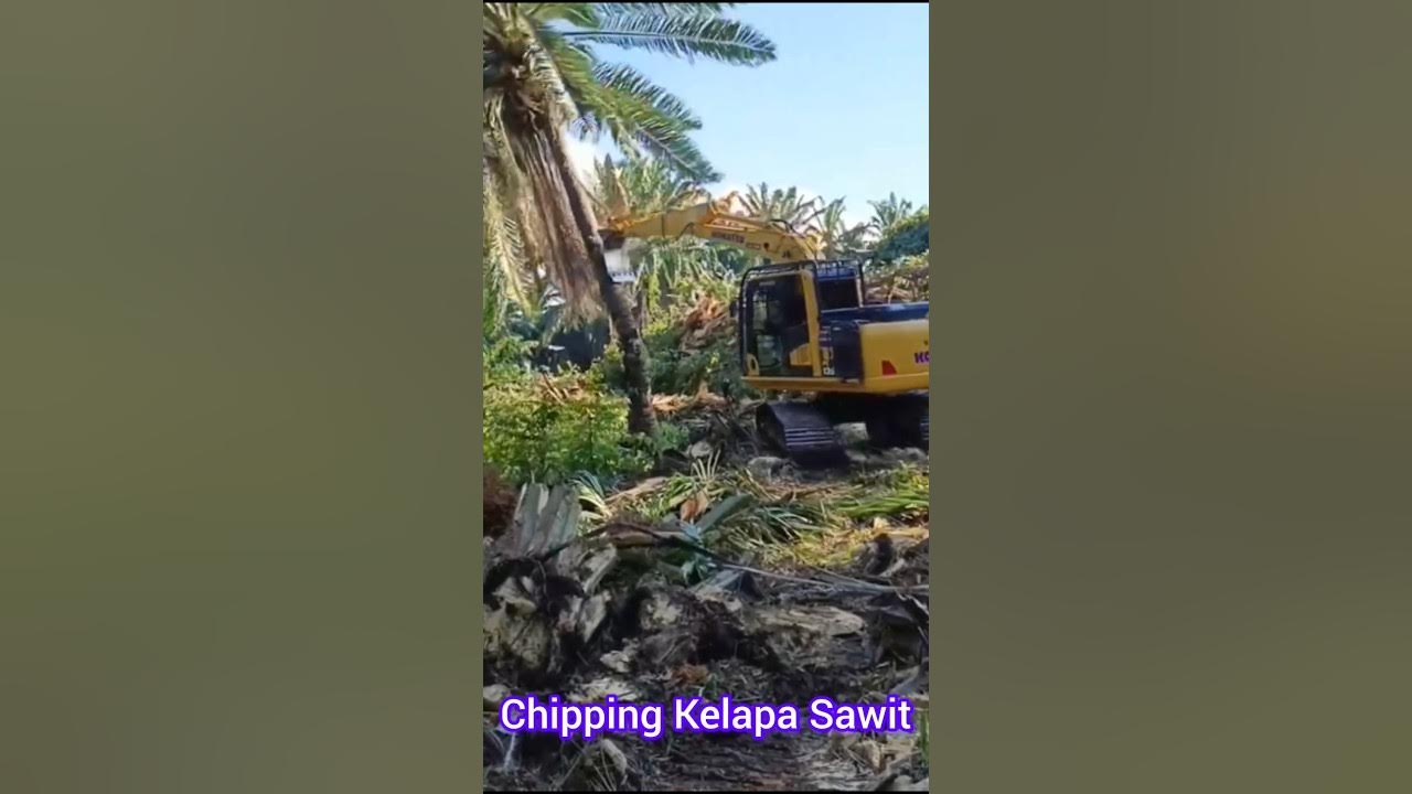 Proses Chipping Kelapa Sawit - YouTube