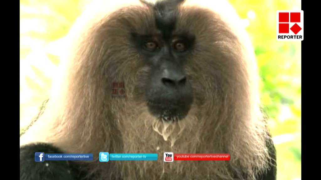 Simhavalan Kurangu (Lion tailed Macaque) in kollam - YouTube