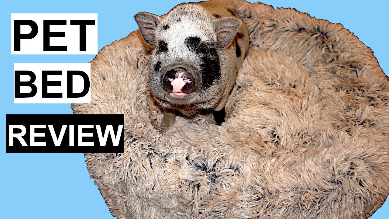 BEST FRIENDS PET BED REVIEW | JULIANA MINI PIG BED - YouTube